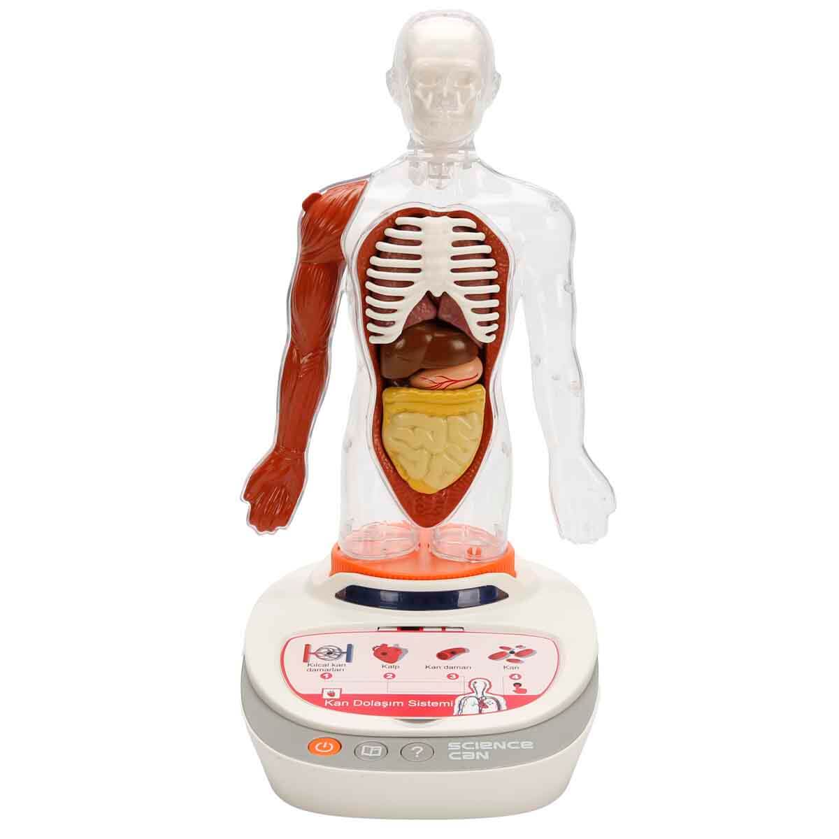 Sesli İnsan Vücudu Modeli Bilim Seti | Toyzz Shop